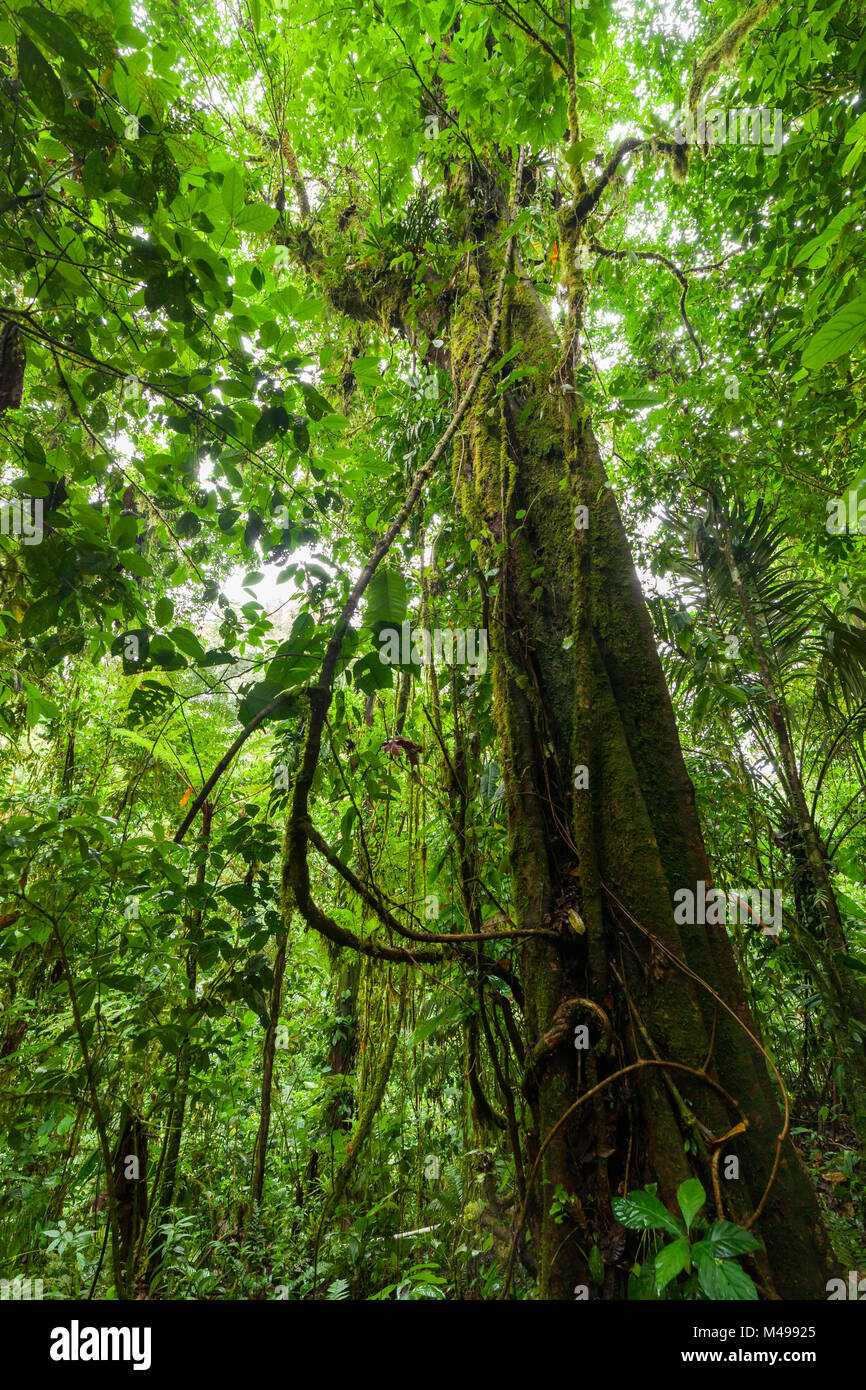 Big tree in lush rainforest Stock Photo - Alamy