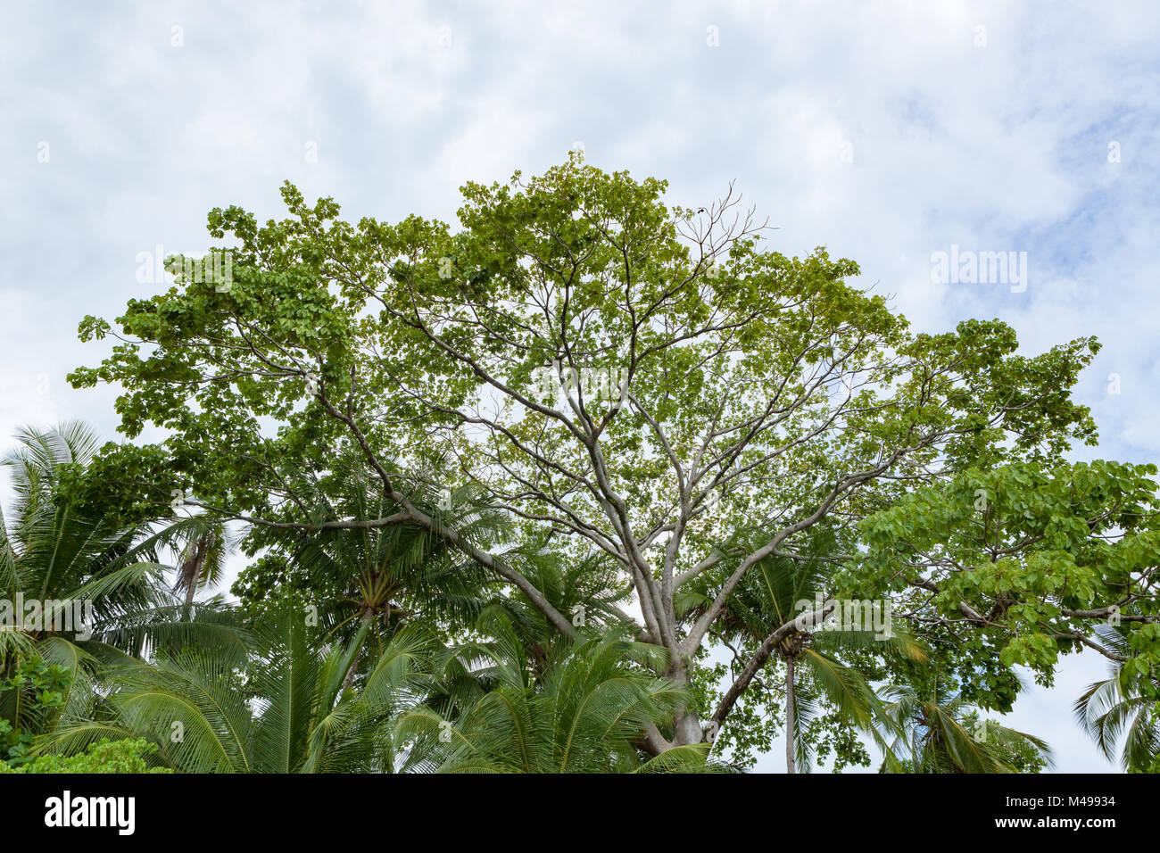 Big trees costa rica hi-res stock photography and images - Alamy