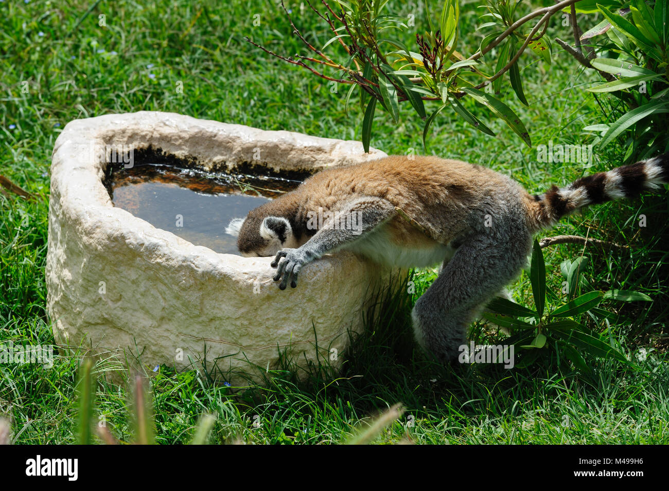Ring-tailed Lemur drinks the water Stock Photo - Alamy