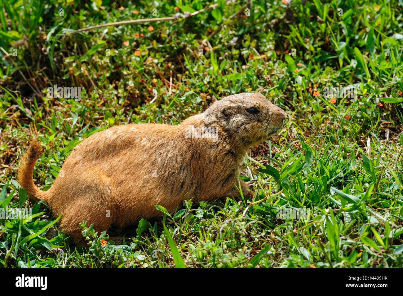 Gopher at green meadow Stock Photo - Alamy