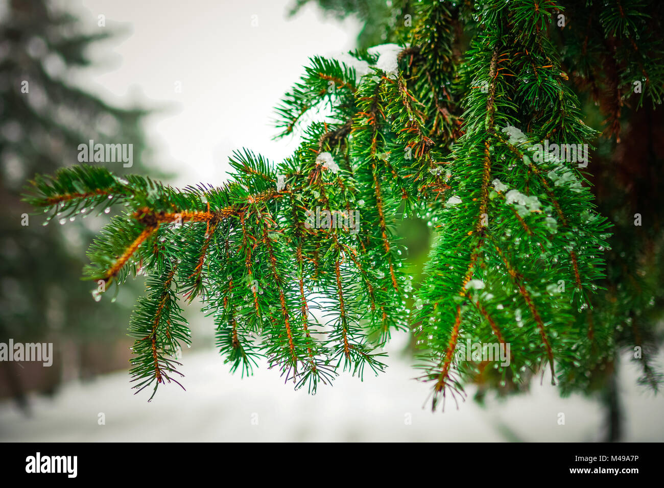 Branch of a coniferous tree macro Stock Photo - Alamy