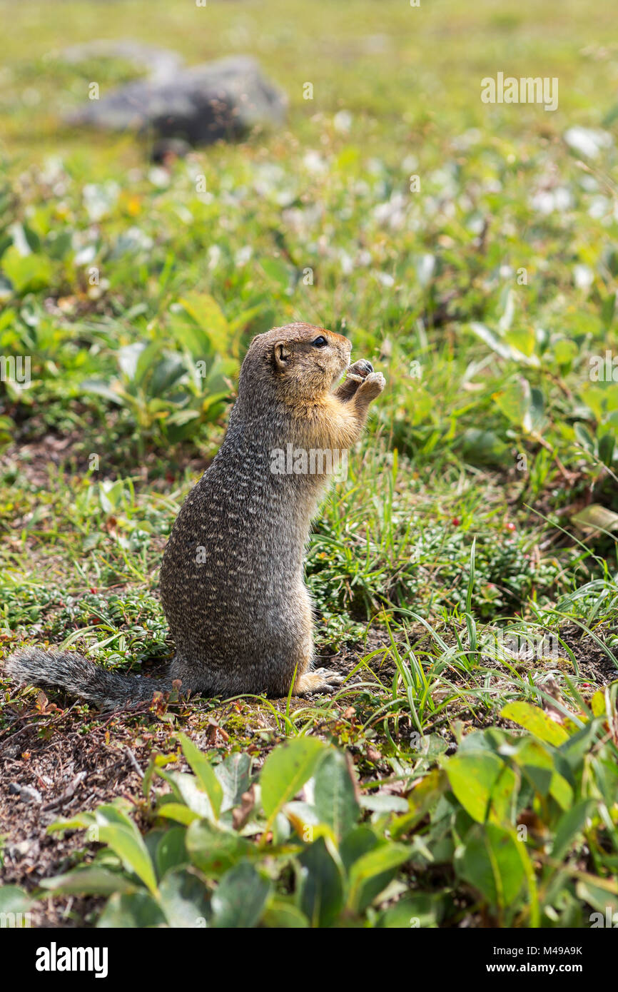 Arctic ground squirrel at foot of volcano on Kamchatka Stock Photo - Alamy