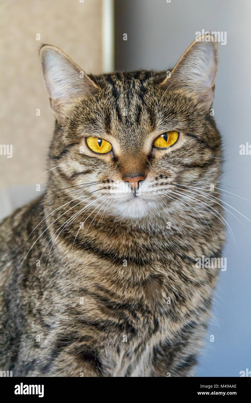 Adorable serious cat looking at camera Stock Photo - Alamy