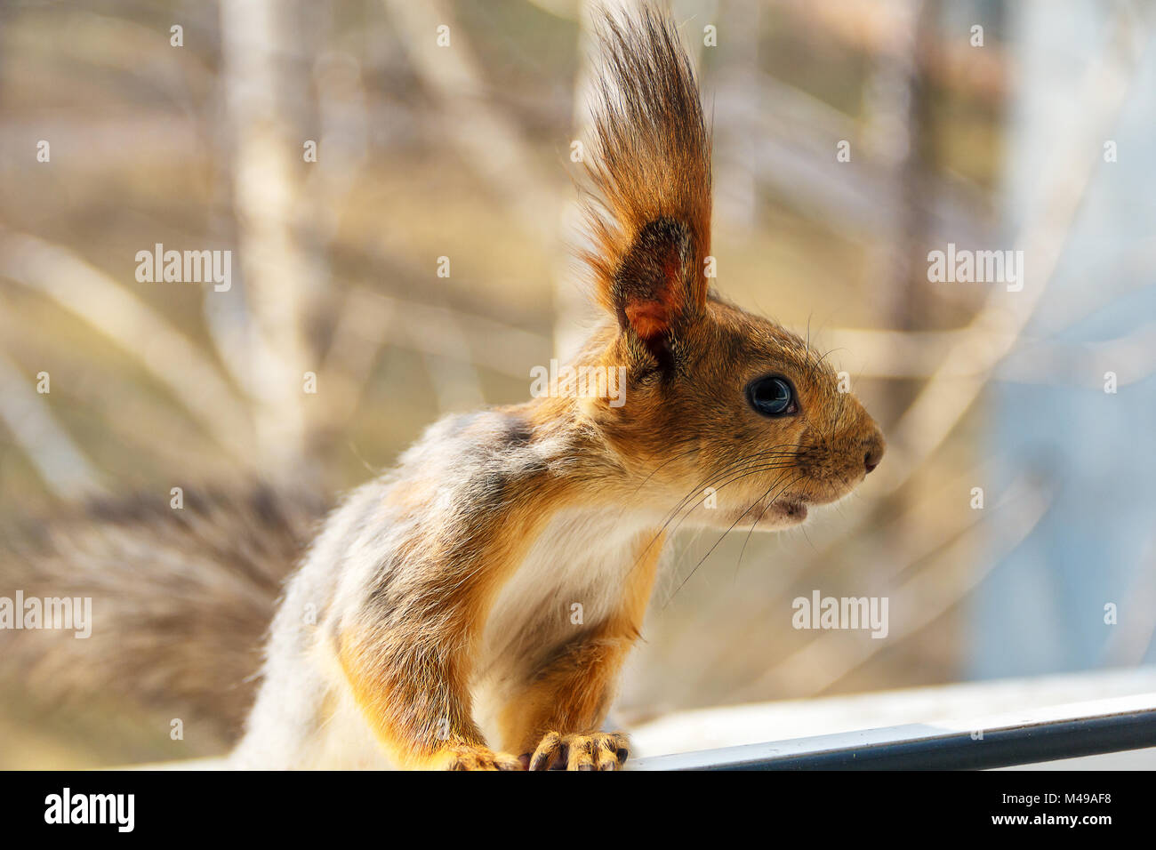 Little curious squirrel looking to the right Stock Photo - Alamy
