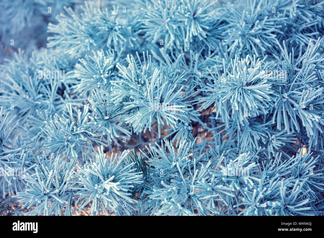 Pine branches covered with rime. Natural winter background. Winter ...