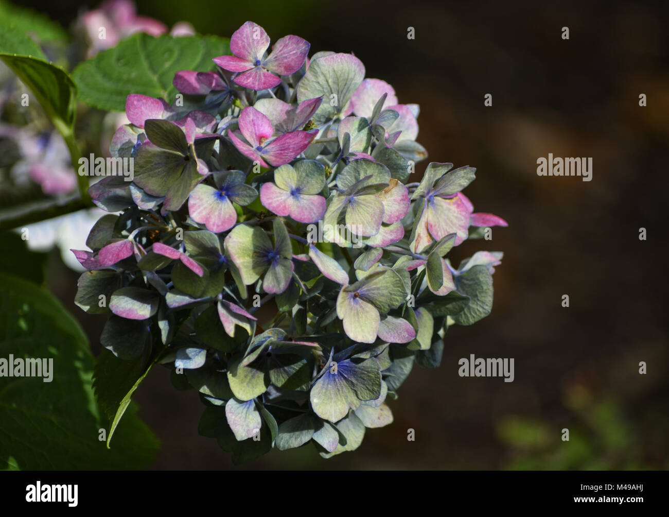 Hydranghea hi-res stock photography and images - Alamy