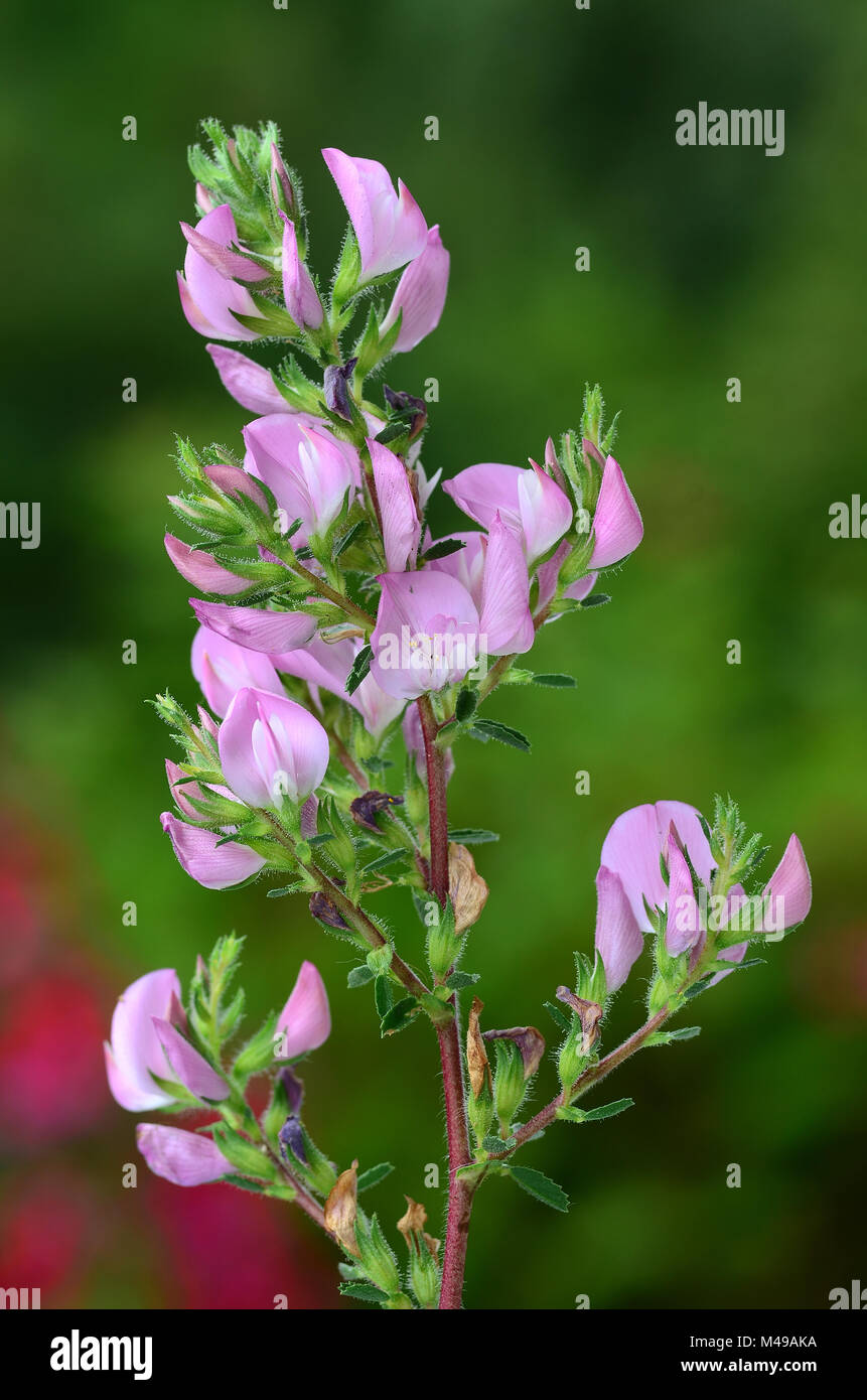 spiny restharrow, flower, blossom,spiny restharrow Stock Photo - Alamy