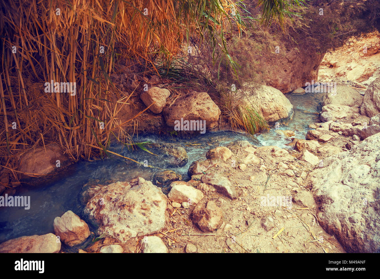 Oasis in desert. Ein Gedi Nature Reserve. Israel Stock Photo - Alamy