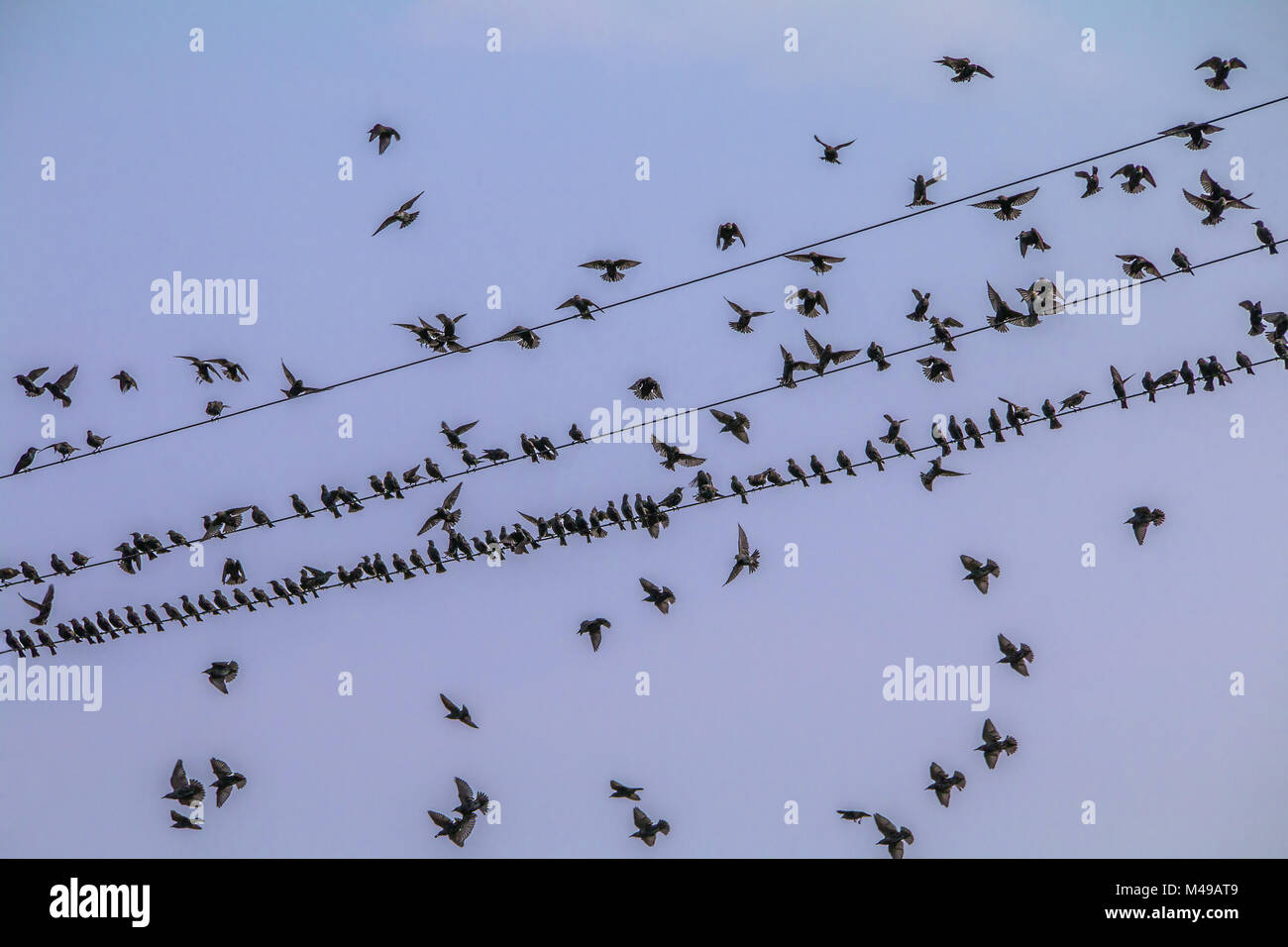 Collection of starlings hi-res stock photography and images - Alamy