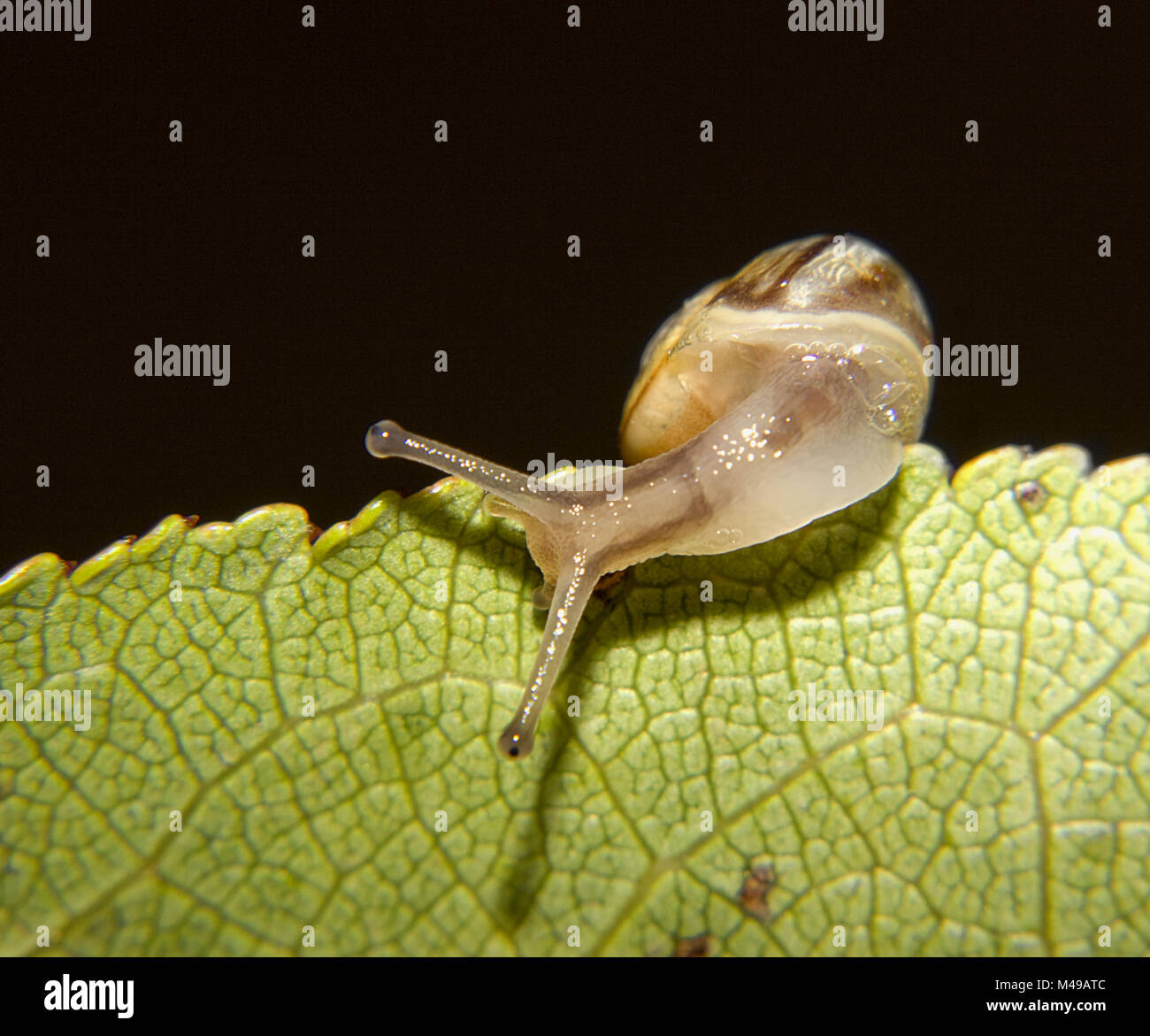 White-lipped snail Cepaea hortensis, joung animal Stock Photo - Alamy
