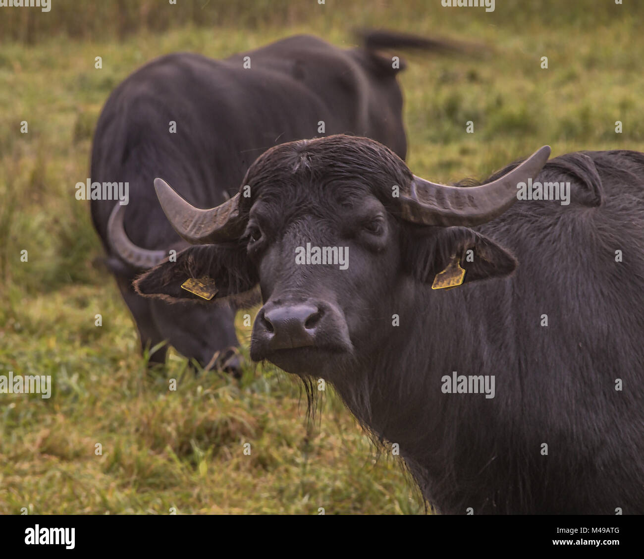 Buffaloes water hi-res stock photography and images - Alamy