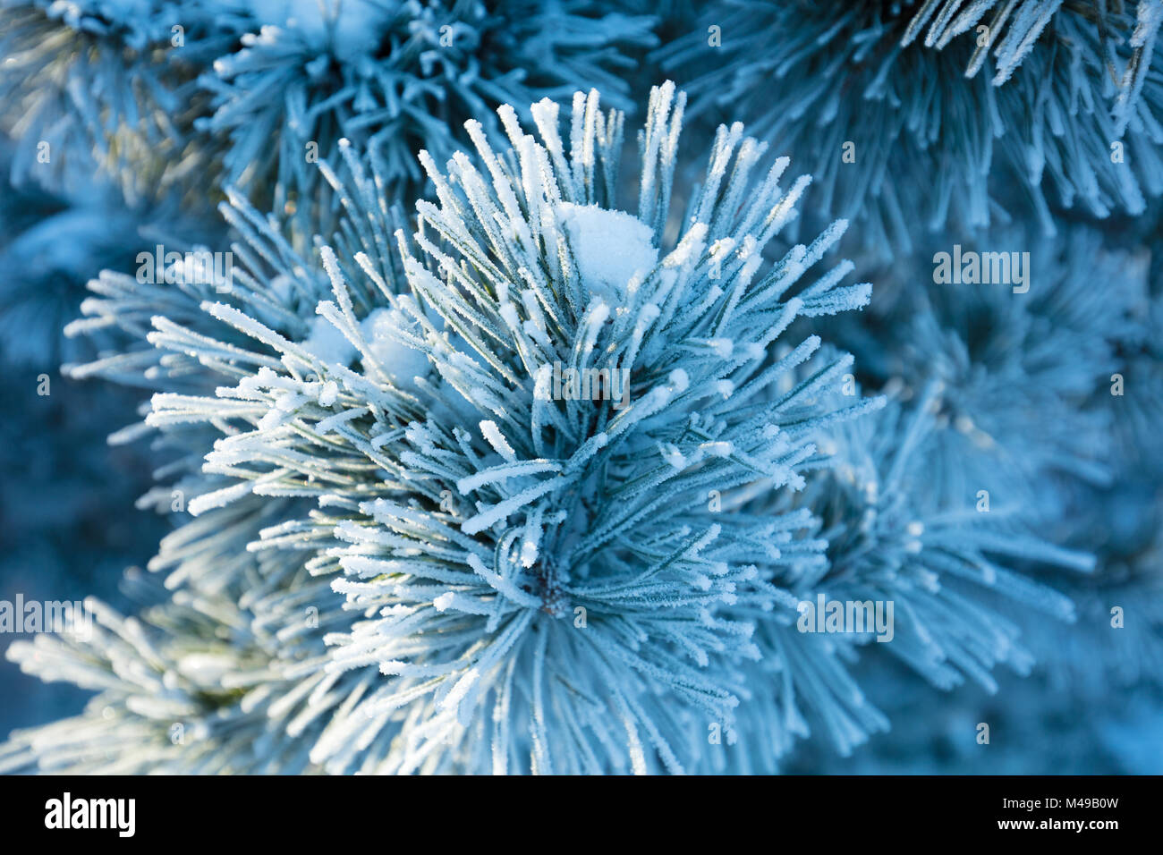 Natural winter background hi-res stock photography and images - Alamy