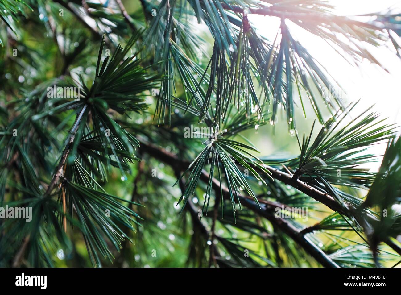Rain tree nature hi-res stock photography and images - Alamy