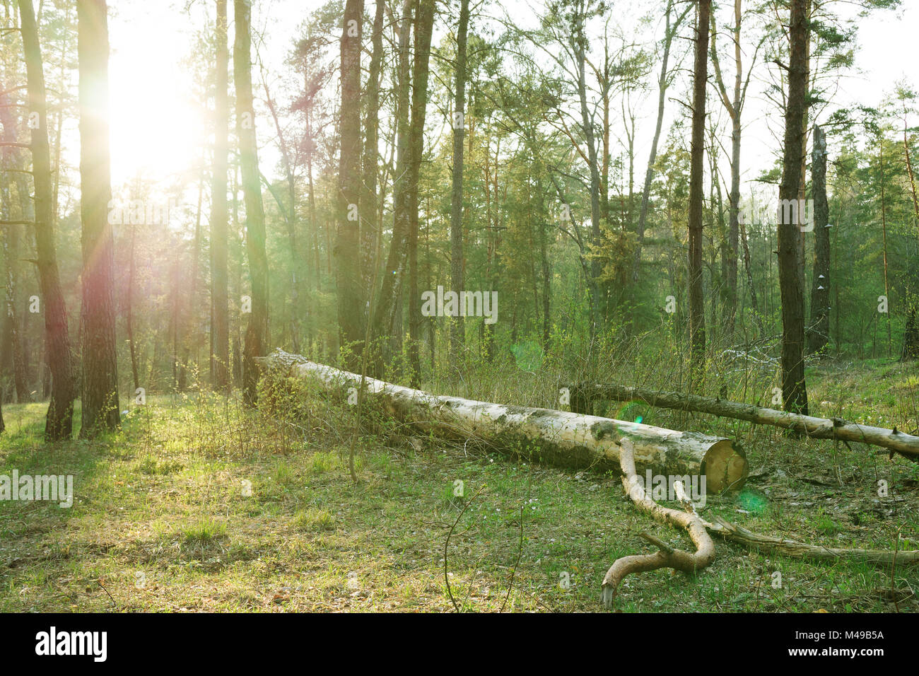 Wild forest, covert. Nature, trees in spring forest Stock Photo - Alamy