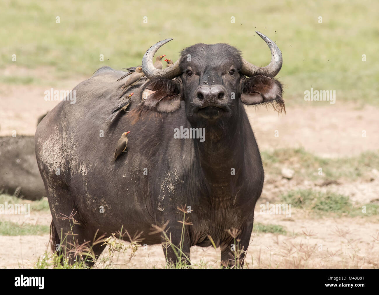 Buffalo amboseli hi-res stock photography and images - Alamy