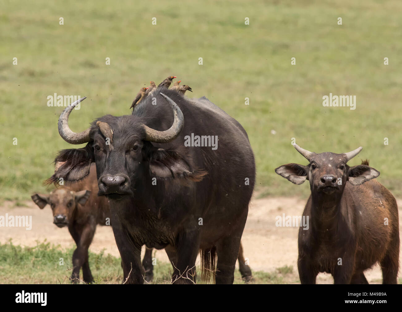Buffalo amboseli hi-res stock photography and images - Alamy
