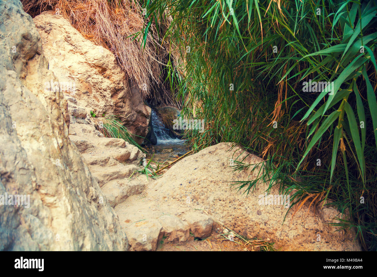 Oasis in desert. Ein Gedi Nature Reserve. Israel Stock Photo - Alamy