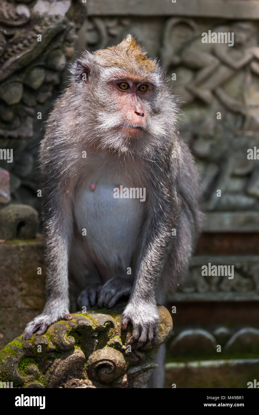 Animals bali safari park hi-res stock photography and images - Alamy