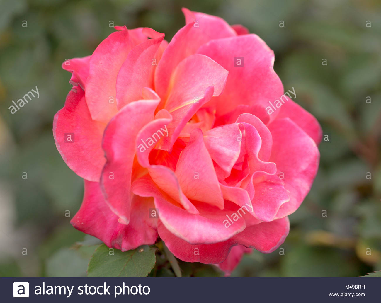 Rosa Damascena Stock Photos & Rosa Damascena Stock Images - Alamy