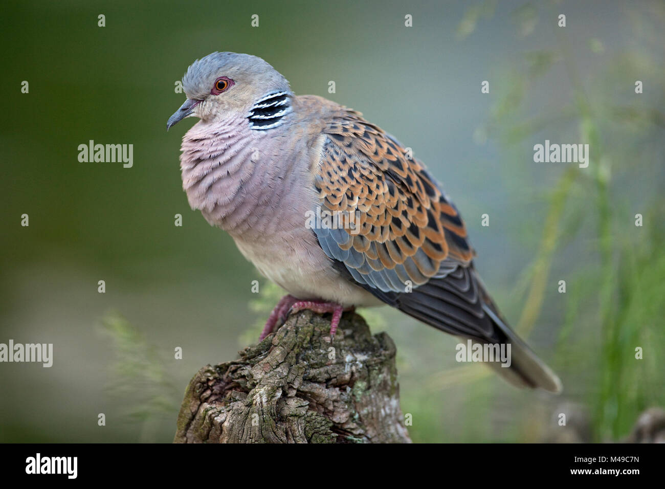 European Turtle Dove