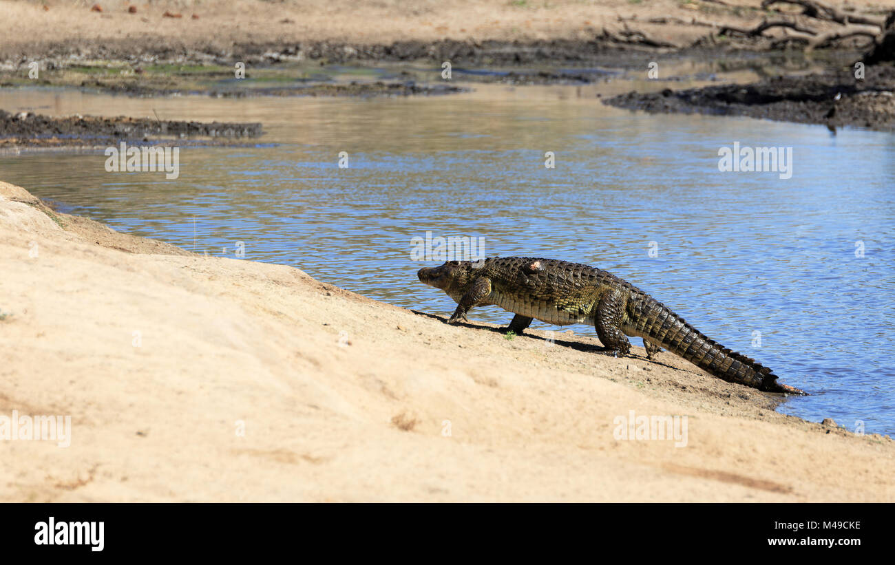 Crocodile walks on the shore of a water hole Stock Photo - Alamy