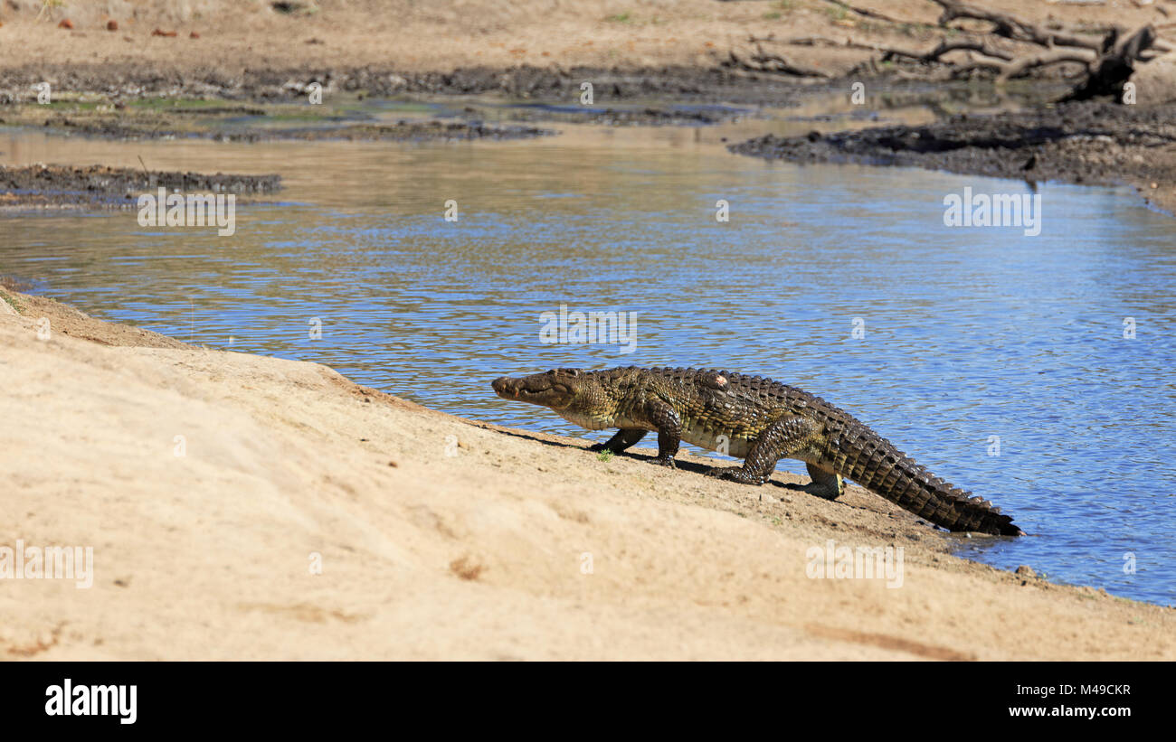 Crocodile walks on the shore of a water hole Stock Photo - Alamy
