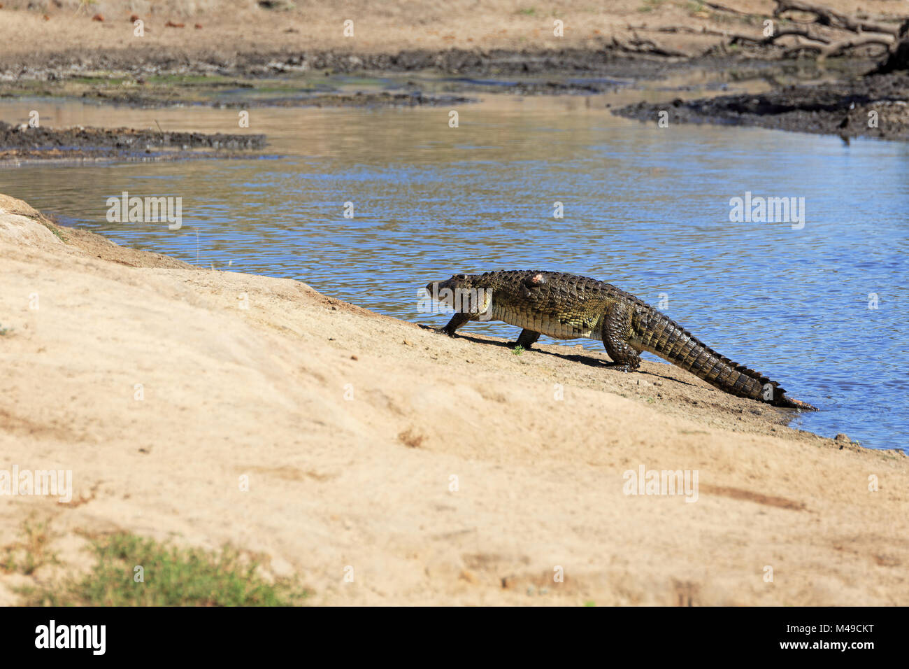 Crocodile walks on the shore of a water hole Stock Photo - Alamy