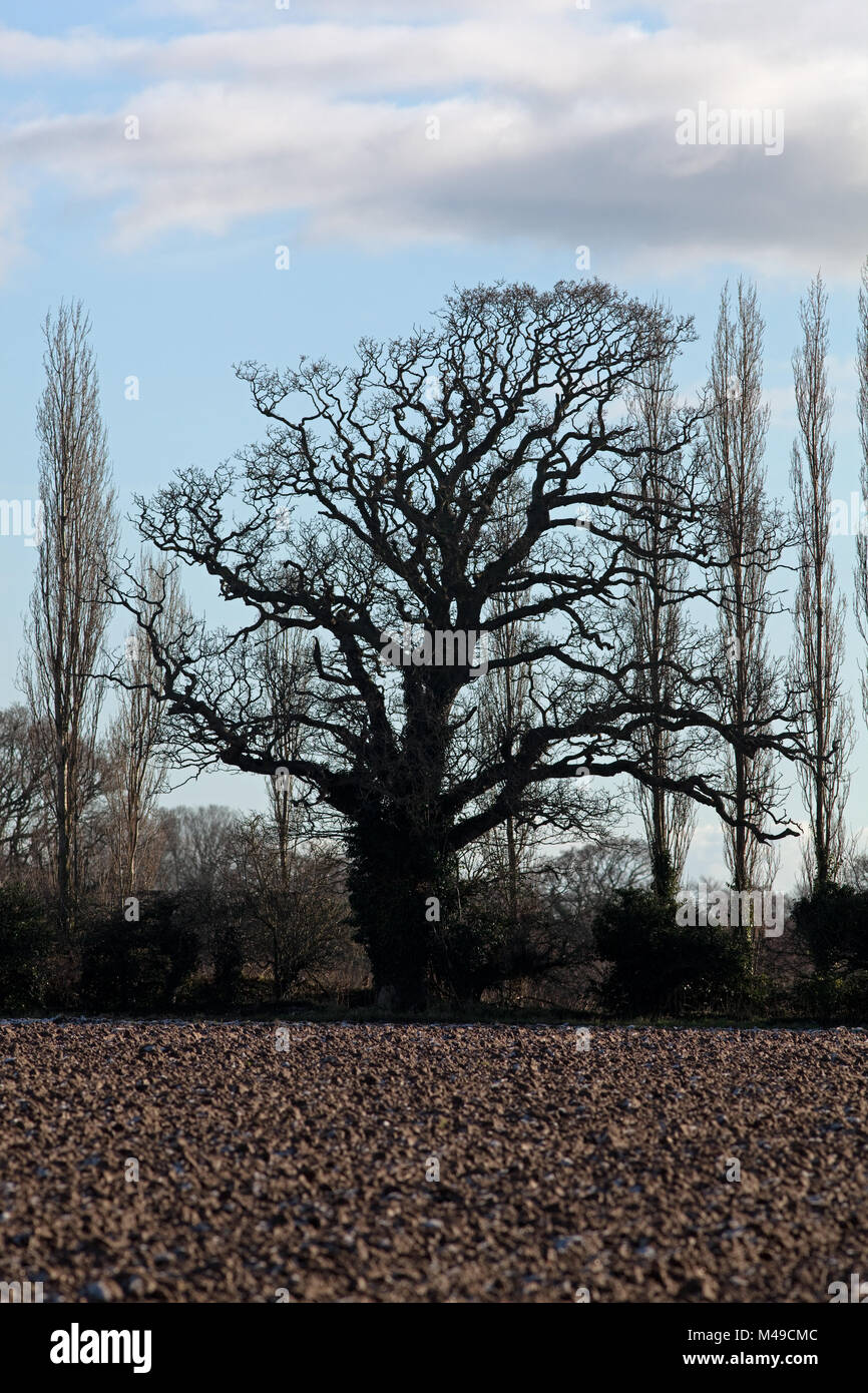 Oak Tree (Quercus robur) midst line of Lombardy Poplars (Populus nigra ...