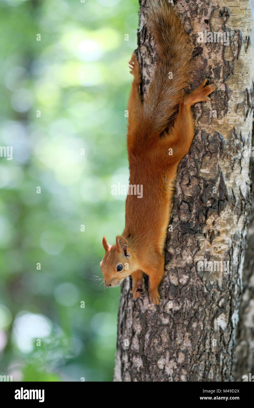 Red squirrel on tree Stock Photo - Alamy