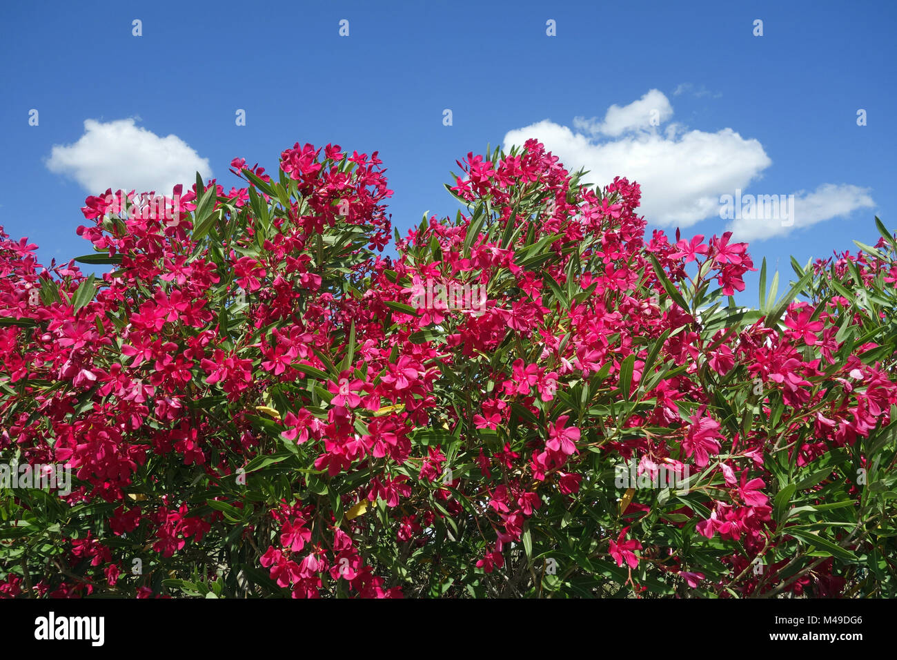 colored blooming oleander against blue sky clouds Stock Photo - Alamy