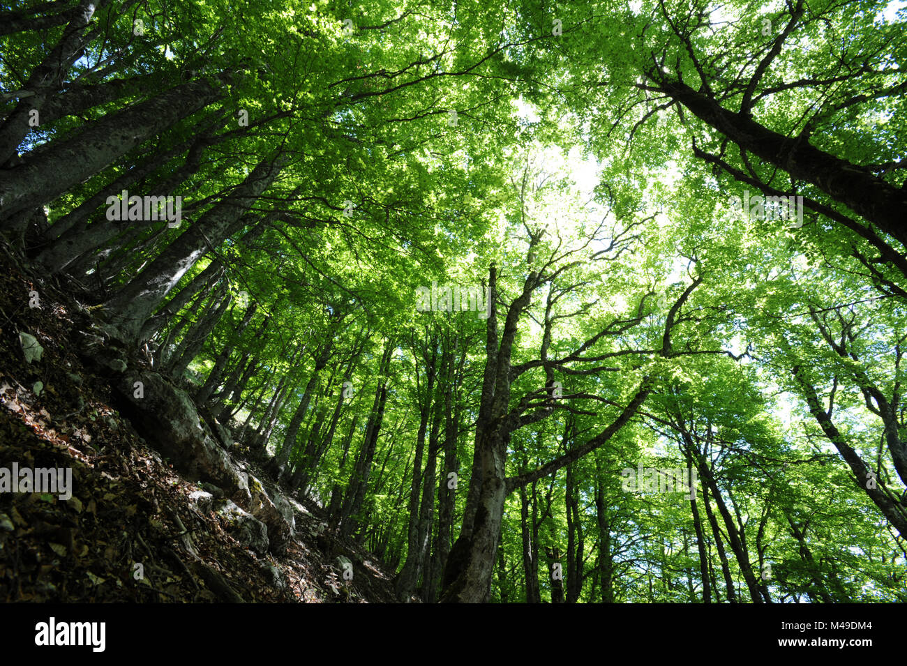 Ancient beech forest on mountain in Abruzzo National Park, Italy, May ...