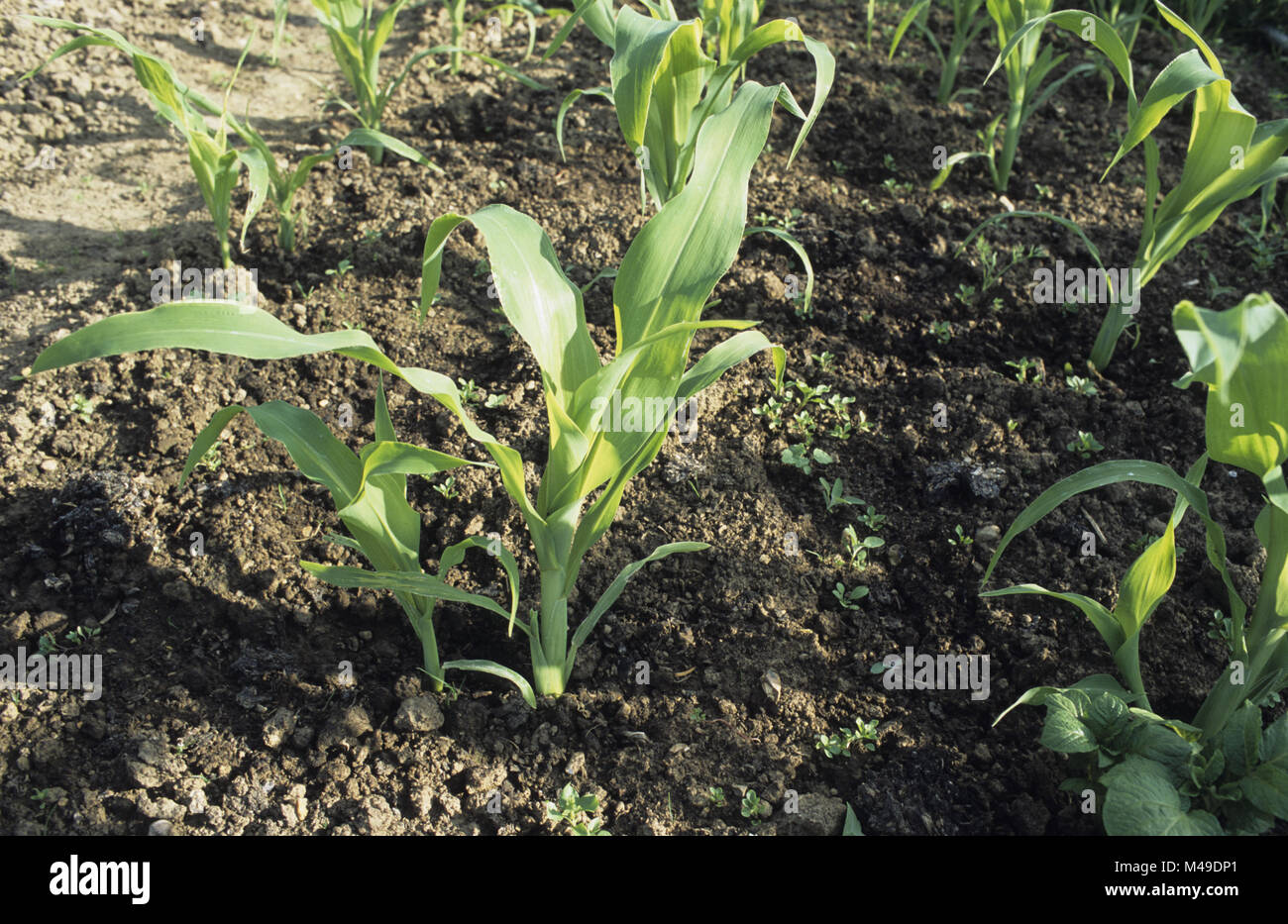 Sweetcorn crop allotment hi-res stock photography and images - Alamy