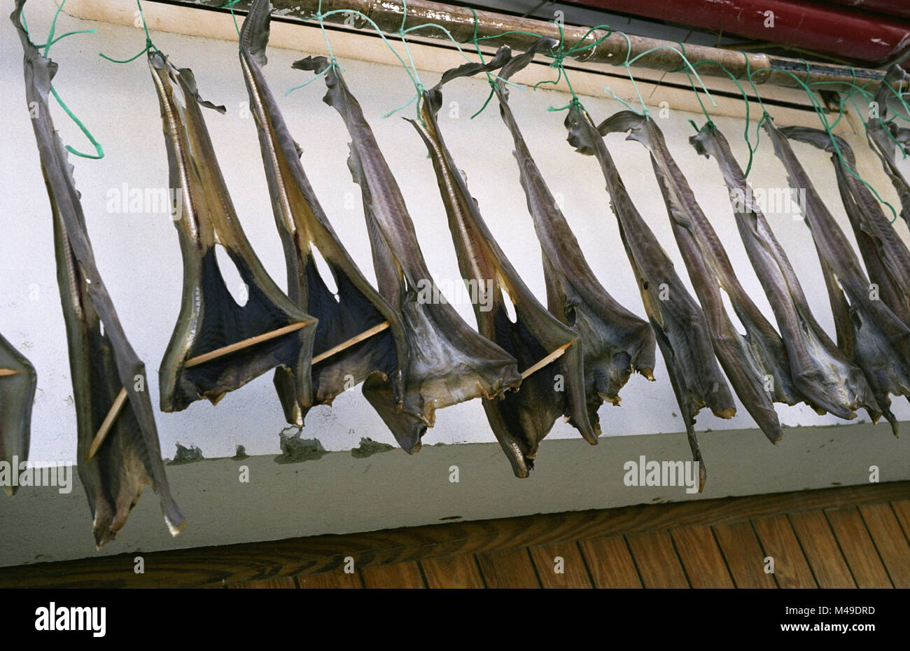 Fish drying in the traditional way hang outside fishermans huts in the ...