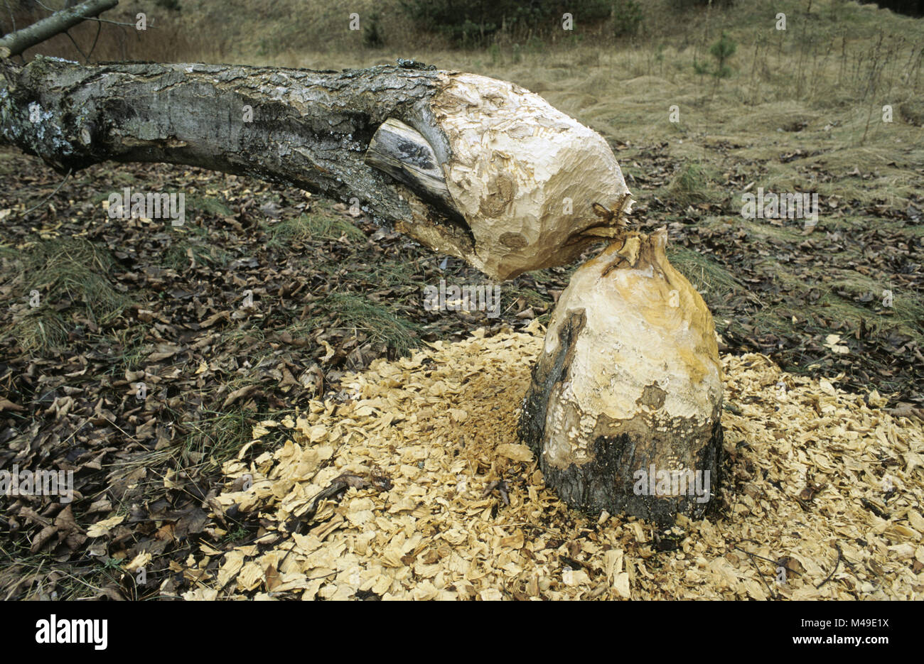 Sycamore tree felled by beavers in the Augustow Forest in north east ...