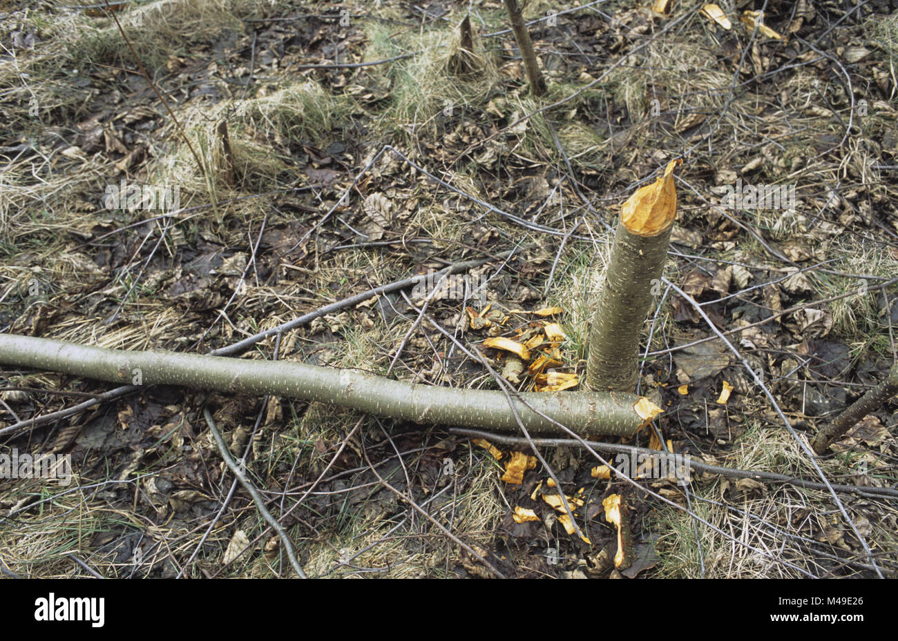 Sycamore tree felled by beavers in the Augustow Forest in north east ...
