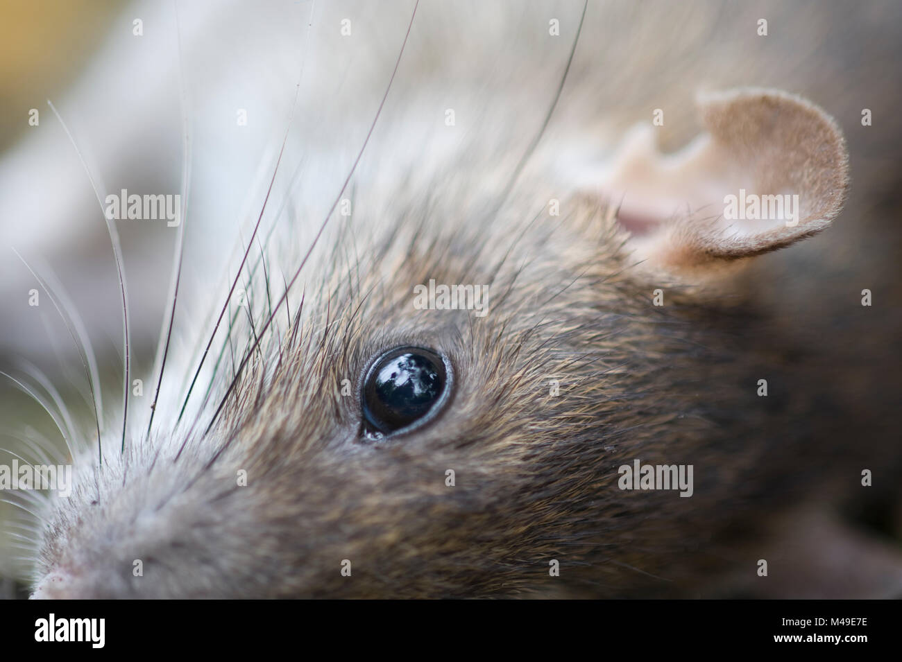 Dead rat rattus dead rat rattus hi-res stock photography and images - Alamy