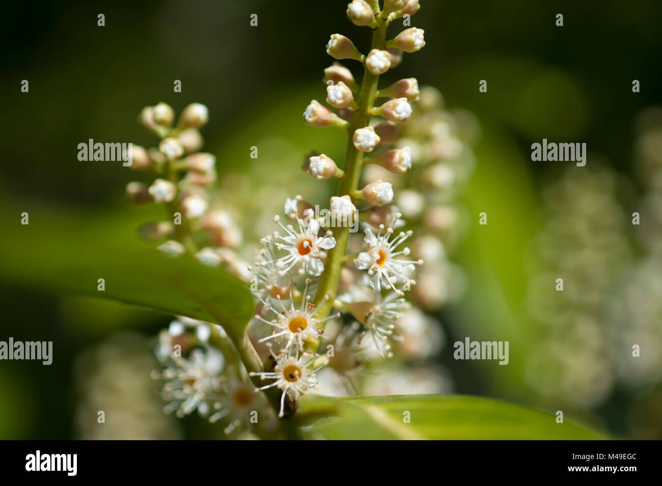 Cherry Laurel tree, Prunus laureocerasus, in flower Stock Photo - Alamy