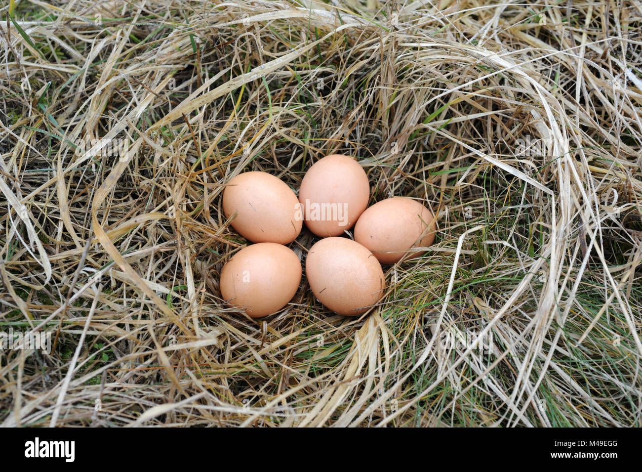 Nest with five eggs hi-res stock photography and images - Alamy