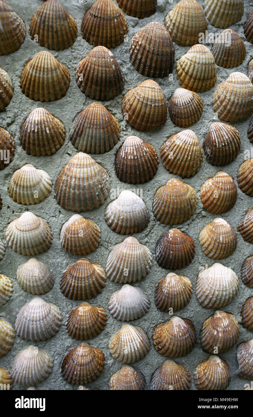 Cockle shells set in a concrete wall for a decorative effect Stock ...