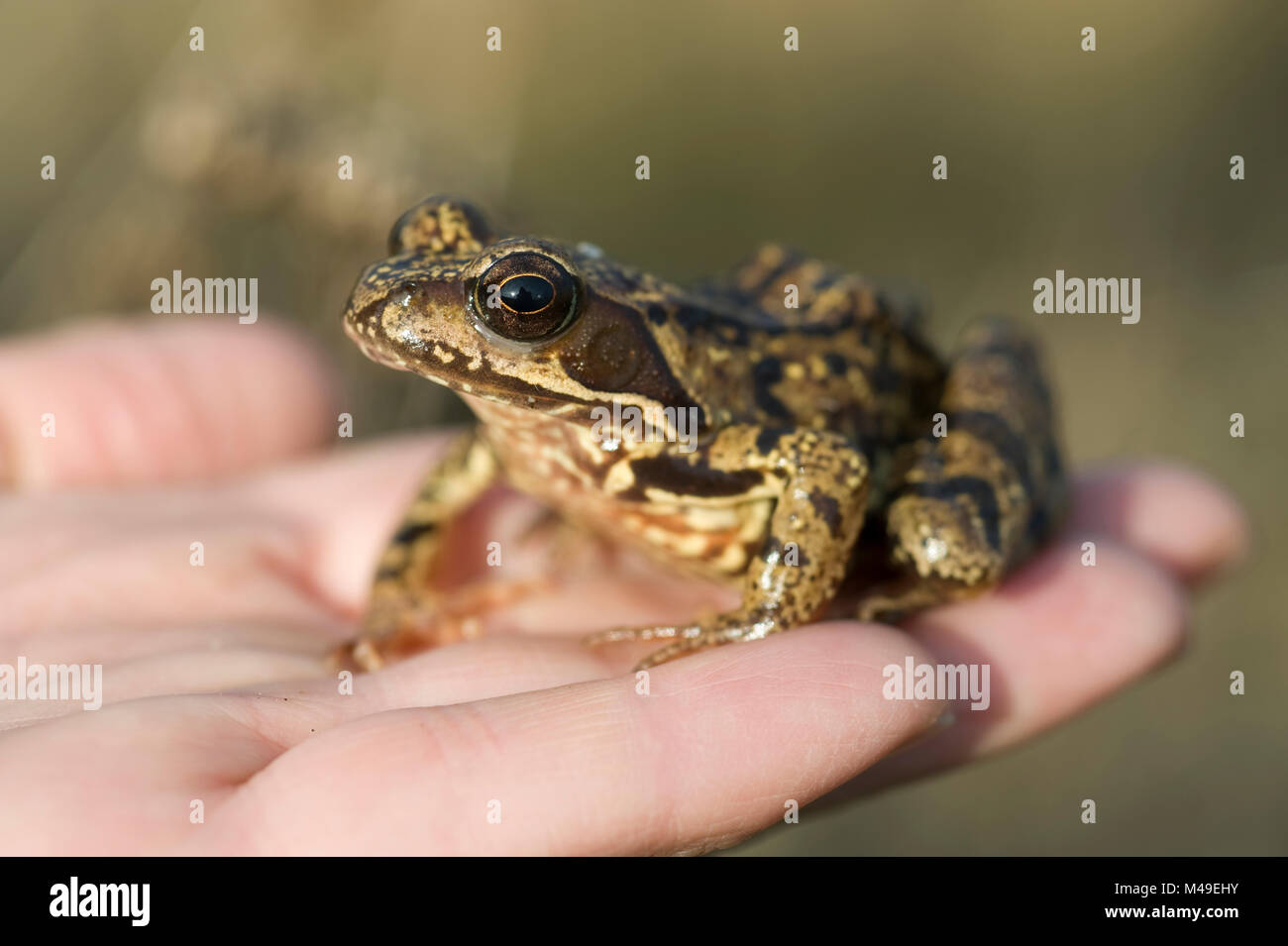 Common Frog in a womans hand Stock Photo - Alamy