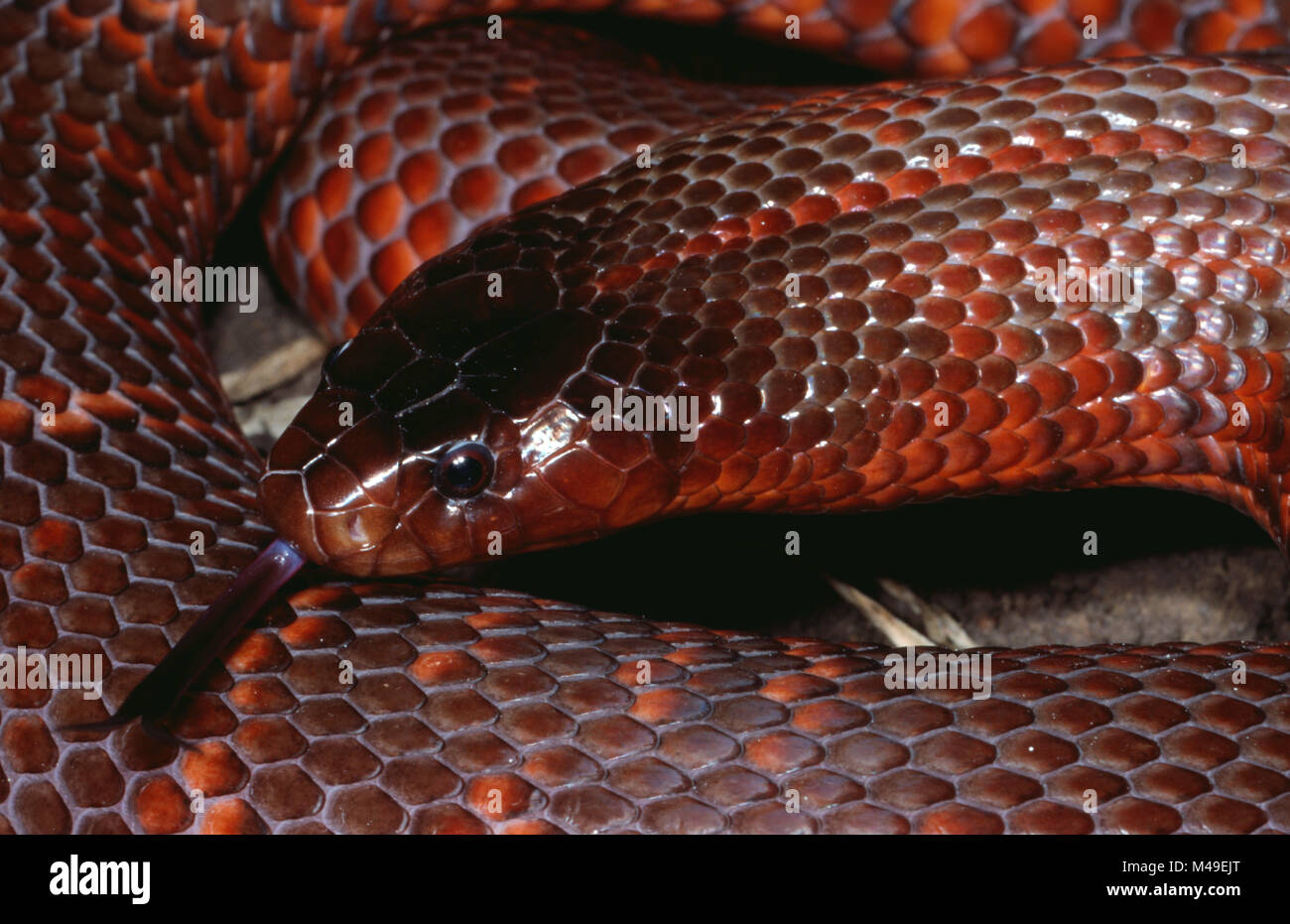 Collett's snake (Pseudechis colletti) coiled with tongue extended ...