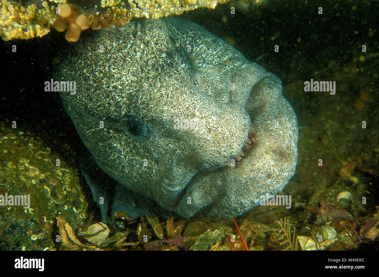 Wolf-eel (Anarrhichthys ocellatus) Vancouver Island, British Columbia ...