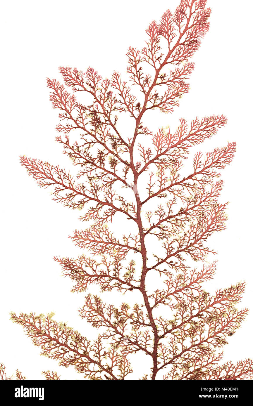 Red Algae Drawing