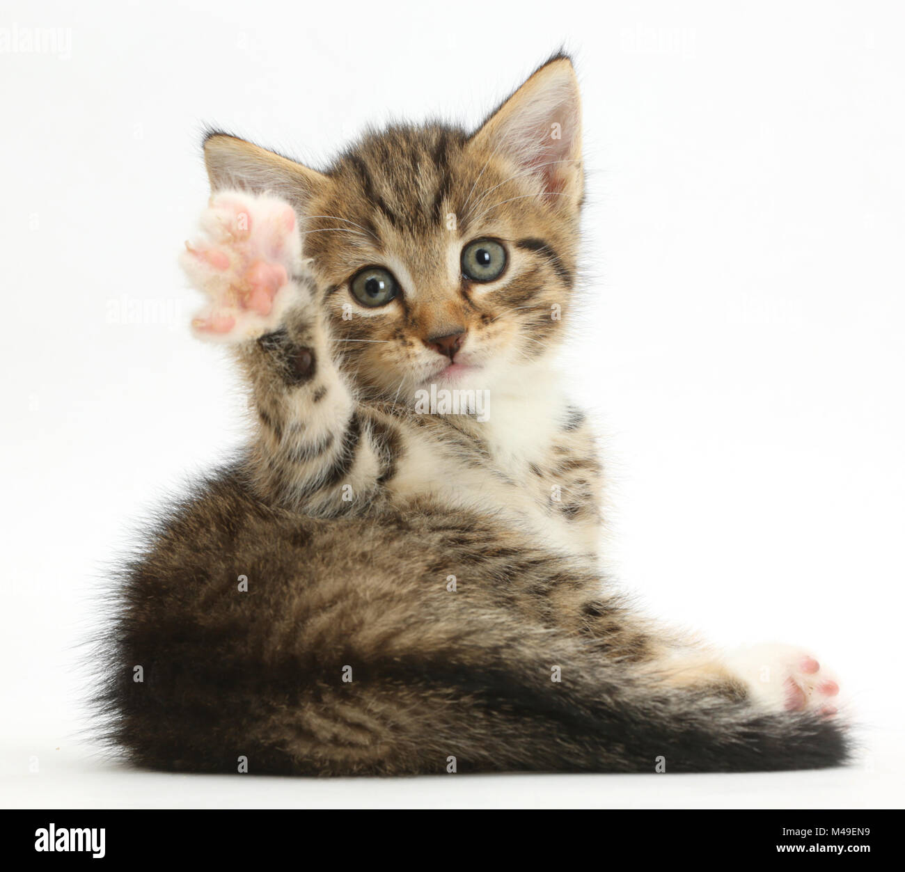 Raised limbs hi-res stock photography and images - Alamy