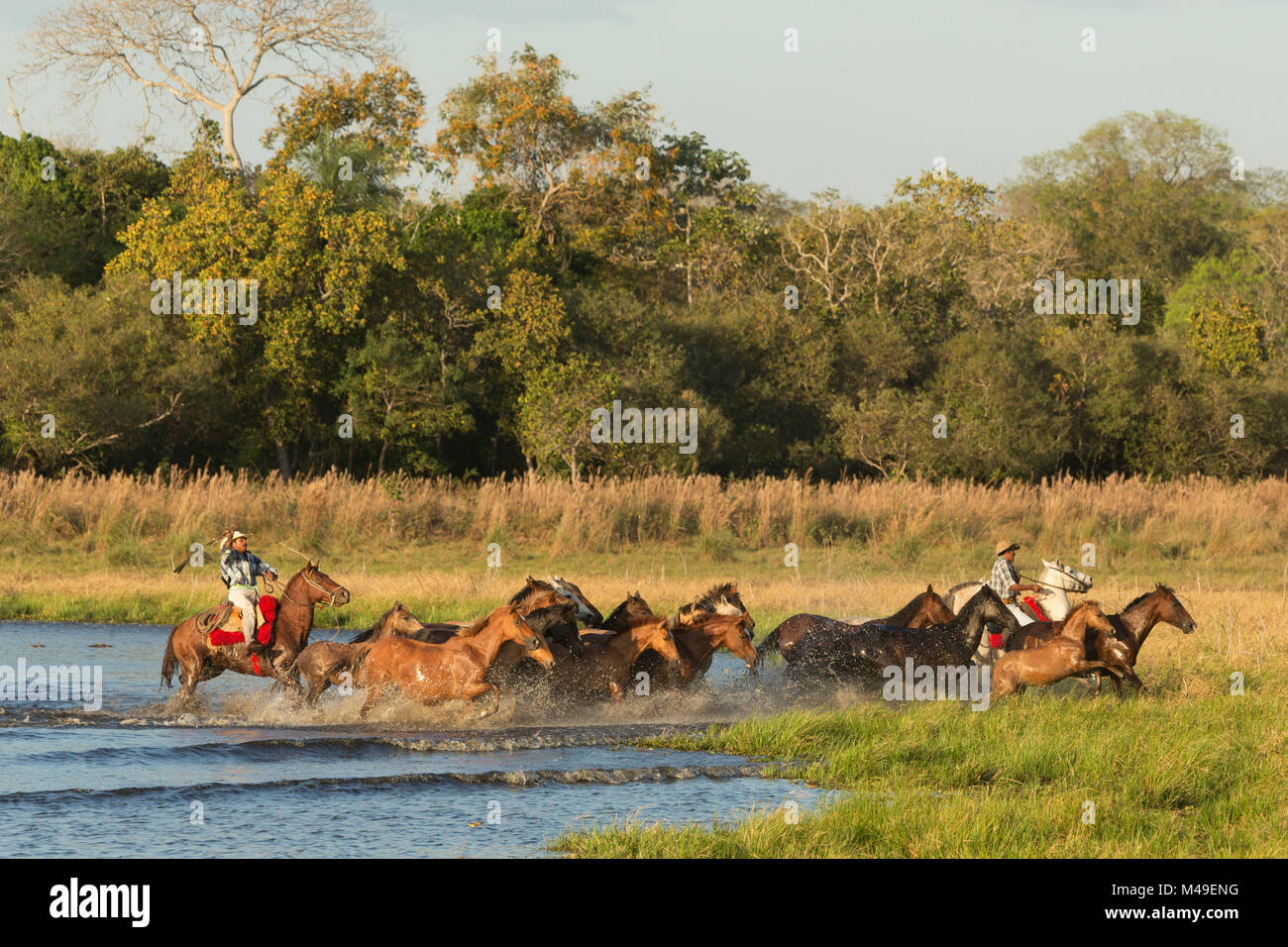 Two cowboys mounted on a Pantaneiro stallion, round up a band of wild ...