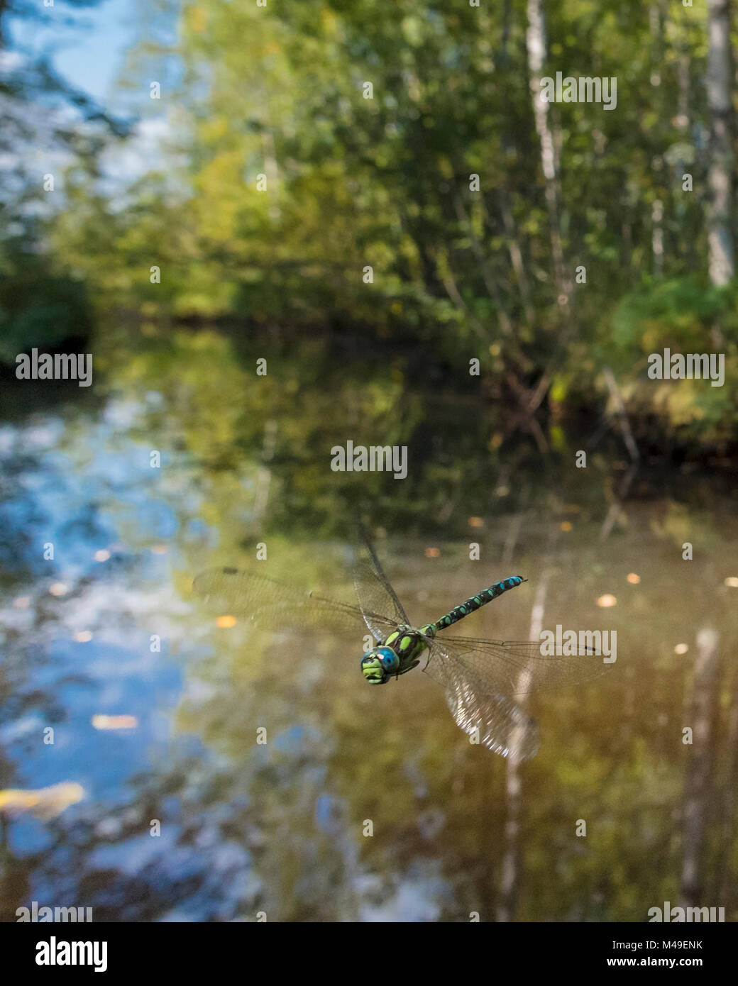 Southern hawker dragonfly (Aeshna cyanea) flying in habitat, Joutsa ...