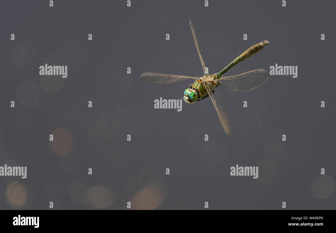 Downy emerald dragonfly (Cordulia aenea) in flight, Joutsa, Finland ...