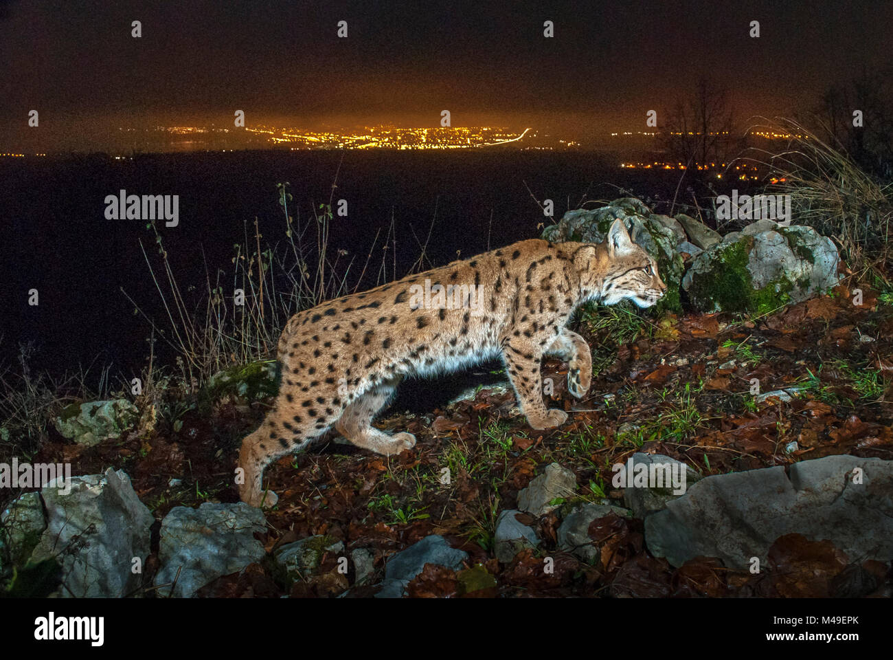 Lynxes Wild Animal Animals Stock Photos & Lynxes Wild Animal Animals ...