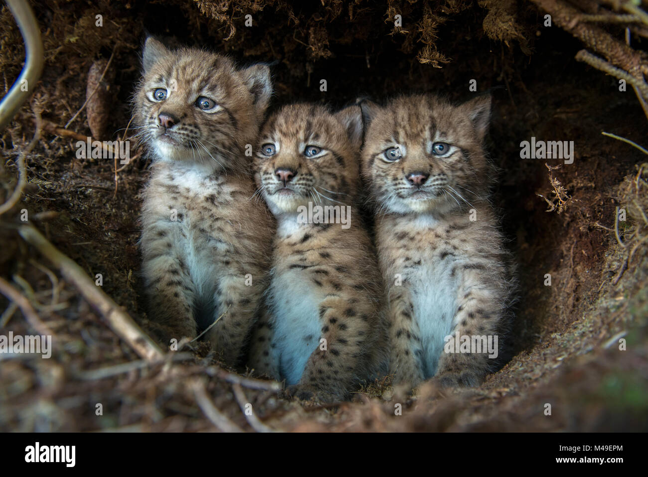 Baby lynxes hi-res stock photography and images - Alamy