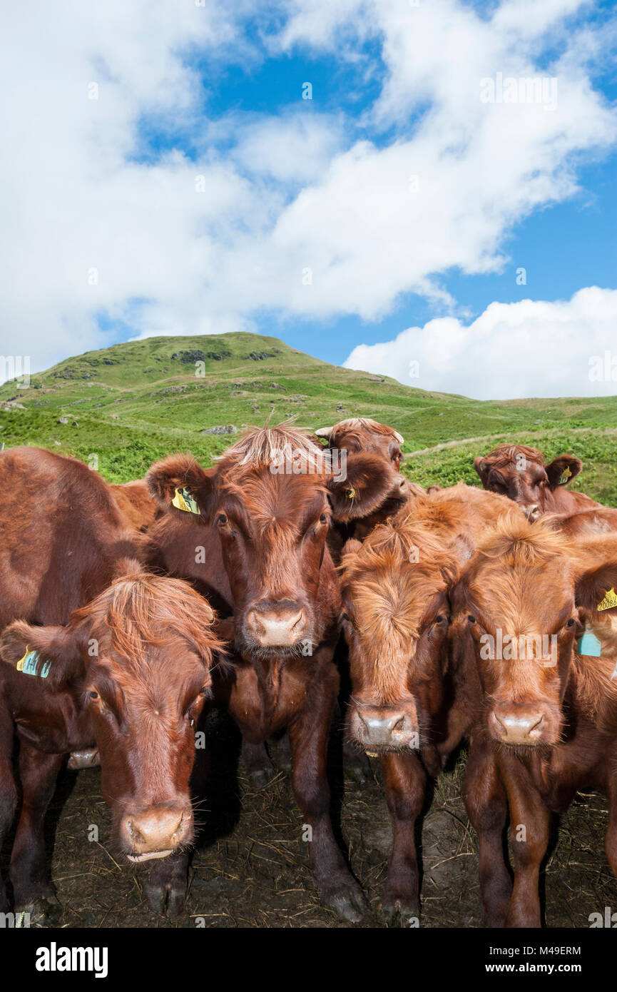 Luing cattle in Glen Finglas, West Dumbartonshire, Scotland, UK, July ...